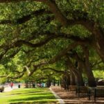 Enchanting Houston: A Romantic Urban Adventure - What to Expect and Practical Tips