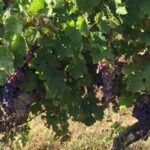 English Speaking Loire Winery Tours originating from Chinon - What Makes This Tour Special