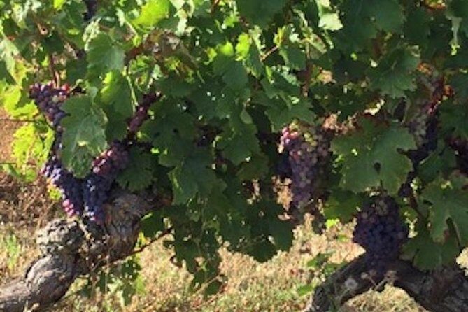 English Speaking Loire Winery Tours originating from Chinon - What Makes This Tour Special