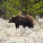 Epic Yellowstone Private Tour - Exploring Hydrothermal Marvels: From Mud Volcano to Dragon’s Mouth Springs
