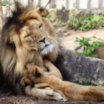 Erfurt: Erfurt Zoo Entry Ticket - The Sum Up: Is Erfurt Zoo Worth It? Who Will Love It?