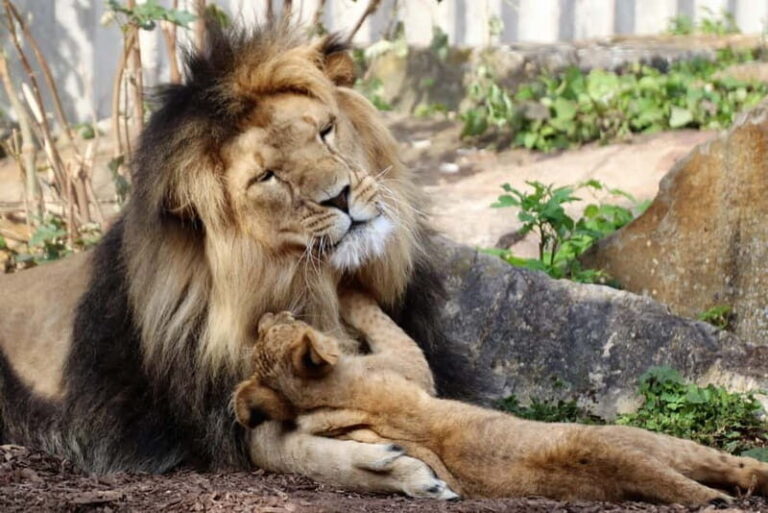 Erfurt: Erfurt Zoo Entry Ticket - The Sum Up: Is Erfurt Zoo Worth It? Who Will Love It?