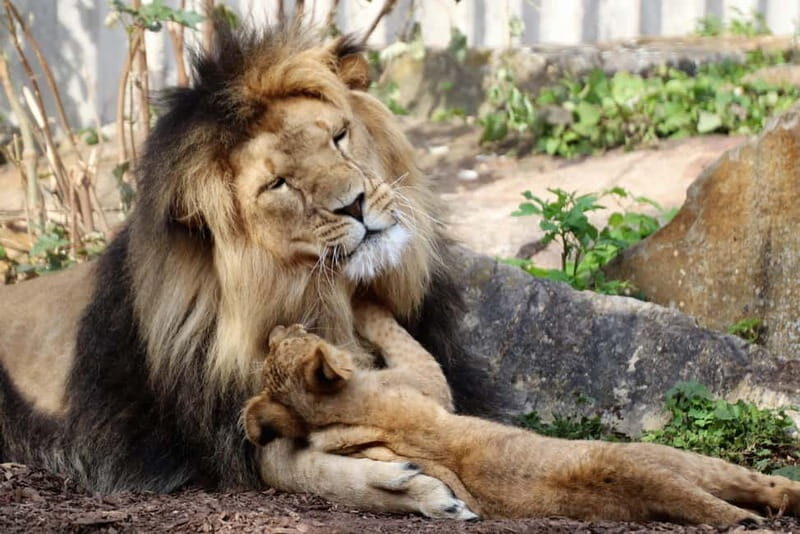 Erfurt: Erfurt Zoo Entry Ticket - The Sum Up: Is Erfurt Zoo Worth It? Who Will Love It?