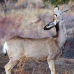Estes Park: Bear Lake Corridor Tour - What You Can Expect from the Tour