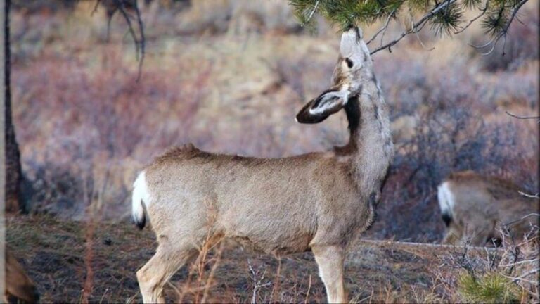 Estes Park: Bear Lake Corridor Tour - What You Can Expect from the Tour