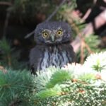 Estes Park: Birds of Colorado Speaker Series - Why This Tour Offers Great Value