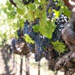 Etna trekking and wine tasting - Who Should Book This Tour?