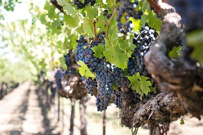 Etna trekking and wine tasting - Who Should Book This Tour?