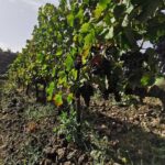 Etna Wine And Taormina From Messina - The Itinerary in Detail