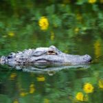 Everglades Airboat Safari Adventure with Transportation - The Practicalities: Transport, Duration, and Group Size
