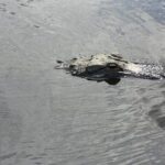 Everglades Airboat Tour from Fort Lauderdale with transportation - What Else Is Included?