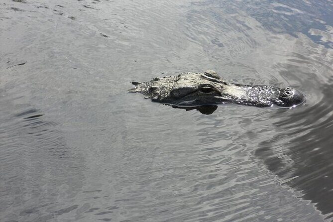 Everglades Airboat Tour from Fort Lauderdale with transportation - What Else Is Included?