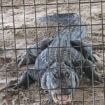 Everglades Alligator Airboat Adventure from Miami - Analyzing the Value