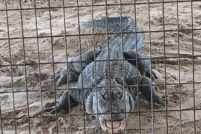 Everglades Alligator Airboat Adventure from Miami - Analyzing the Value