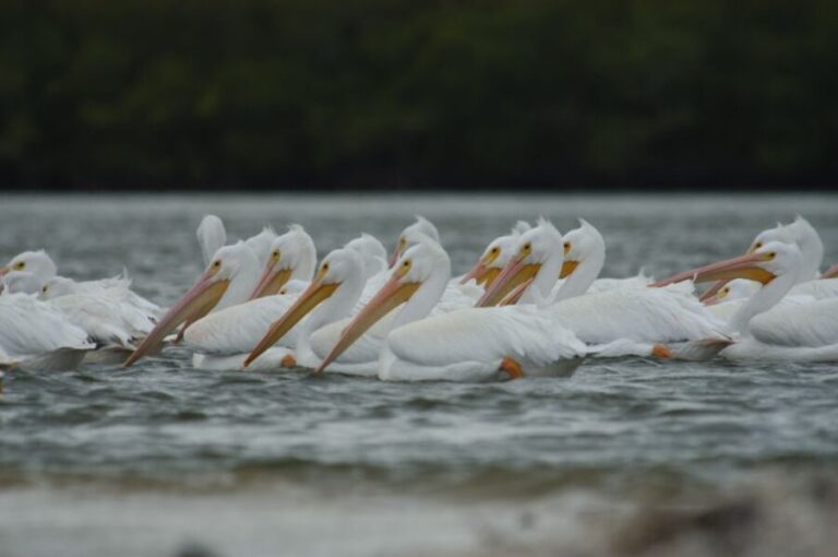 Everglades: Birding, Wildlife, and Photography Expedition - Who This Tour Is Perfect For