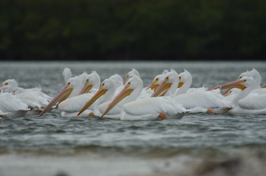 Everglades: Birding, Wildlife, and Photography Expedition - Who This Tour Is Perfect For