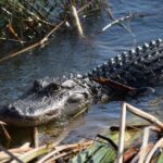 Everglades Day Safari from Fort Lauderdale - Exploring the Four Main Ecosystems