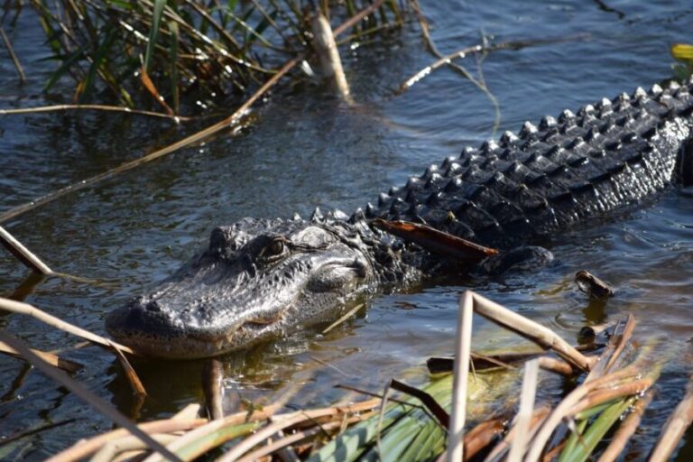 Everglades Day Safari from Fort Lauderdale - Exploring the Four Main Ecosystems