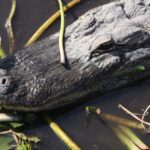 Everglades Day Safari from Miami - What Could Be Better