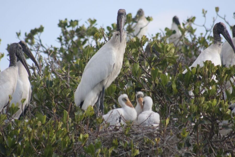 Everglades Day Safari from Sanibel, Fort Myers & Naples - The Sum Up