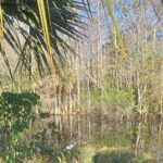 Everglades Eco Airboat Tour with Private Luxury Transportation - Introduction: Authentic, Comfortable, and Cultural