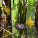 Everglades Kayak Safari Adventure Through Mangrove Tunnels - What to Bring and Consider