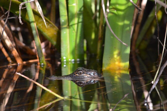 Everglades Kayak Safari Adventure Through Mangrove Tunnels - What to Bring and Consider