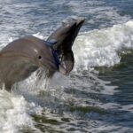 Everglades National Park Biologist Led Adventure: Cruise, Hike + Airboat - Analyzing the Value