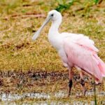 Everglades National Park Boat Tour - Practical Details and Tips
