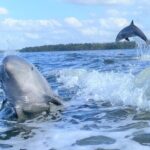 Everglades National Park Dolphin, Birding and Wildlife Boat Tour (2 hours) - The Experience: What You Can Expect