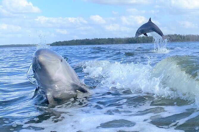 Everglades National Park Dolphin, Birding and Wildlife Boat Tour (2 hours) - The Experience: What You Can Expect