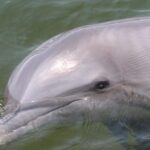 Everglades National Park: Pontoon Boat Tour & Boardwalk - Who Should Consider This Tour?