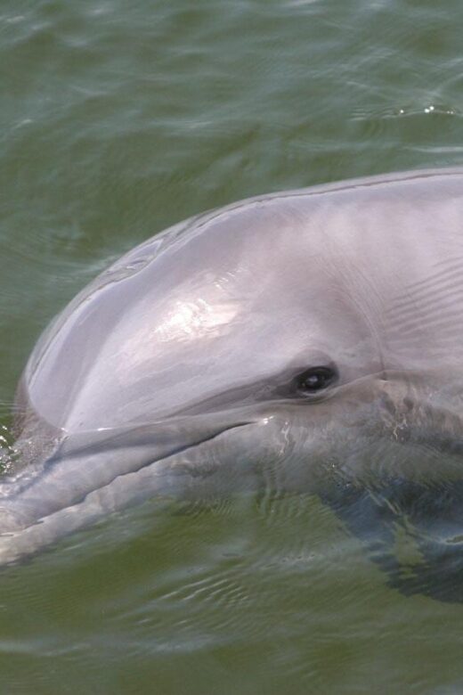 Everglades National Park: Pontoon Boat Tour & Boardwalk - Who Should Consider This Tour?