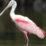 Everglades National Park: Private 2.5-Hour Photo Safari - The Sum Up