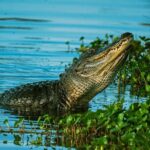 Everglades Tour from Miami Beach with Transportation - Authentic Experiences & Feedback