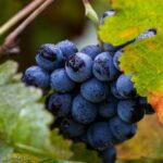 Exclusive Napa Valley Wine Tour - Final Thoughts