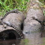 Exclusive Nature Escape Kayak Adventure on Blackwater Creek - The Guidance and Gear