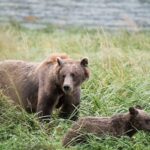 Exclusive Photography Tour Haines Departure - Why Choose This Tour?