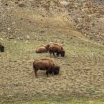 Exclusive Private Yellowstone Adventure: Explore The Lower Loop - What Can Be Improved?