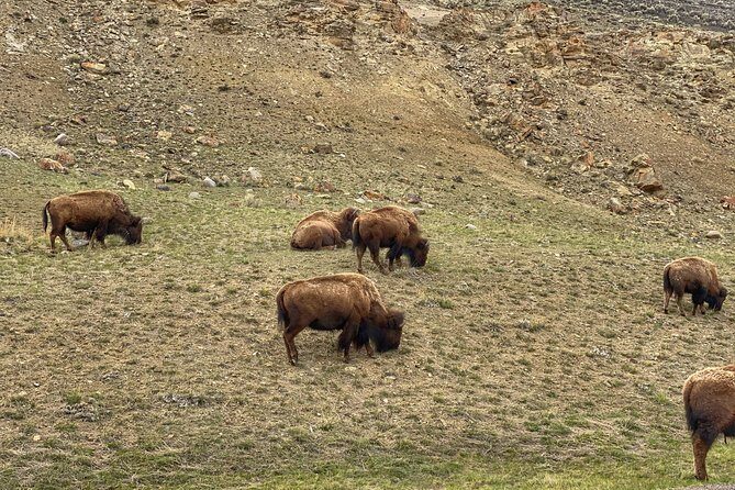 Exclusive Private Yellowstone Adventure: Explore The Lower Loop - What Can Be Improved?