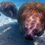 Exclusive Small Group VIP Heated Manatee Snorkel Tour - Who Should Consider This Tour?