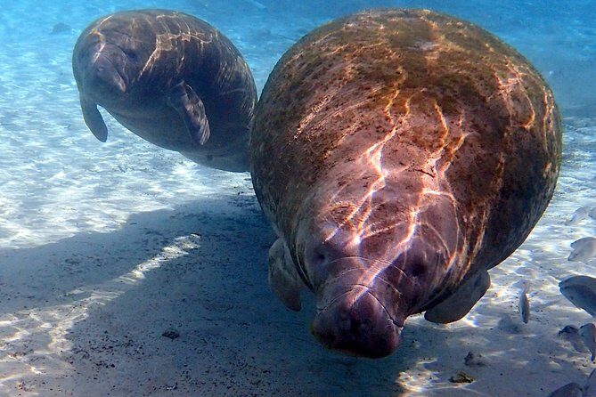 Exclusive Small Group VIP Heated Manatee Snorkel Tour - Who Should Consider This Tour?