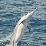 Exclusive Waikiki Yacht Snorkel with Lunch and Bevs - The Itinerary: A Thoughtfully Designed Marine Experience
