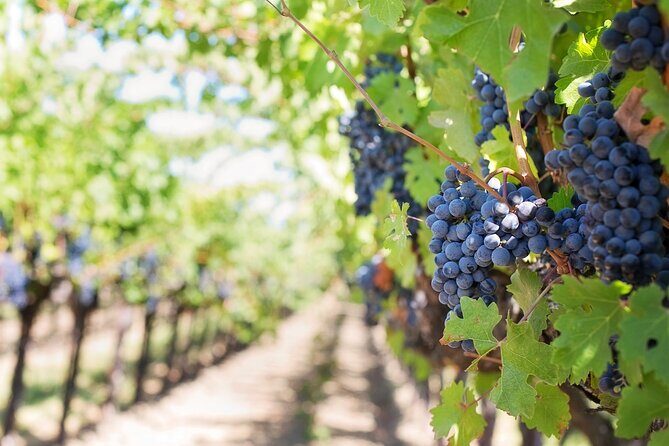 Exclusive Wine Tasting in Valpolicella, Verona - Authentic Experiences That Matter