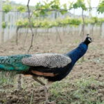 Experience Albanian Wine, daily tours from Durres - Detailed Itinerary