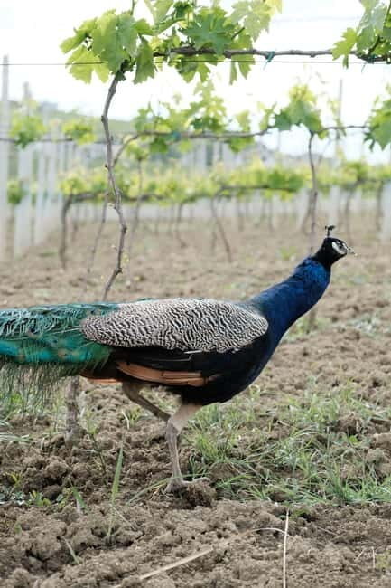 Experience Albanian Wine, daily tours from Durres - Detailed Itinerary