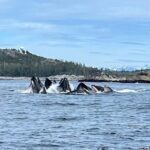 Experience Local Marine Wildlife Tour - What Makes This Tour Stand Out?