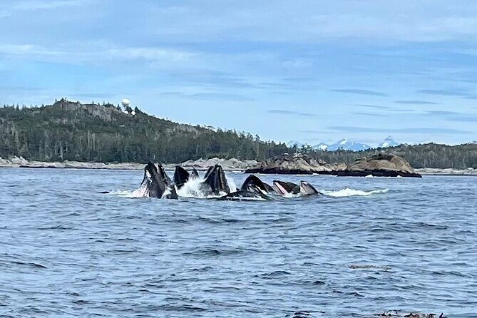 Experience Local Marine Wildlife Tour - What Makes This Tour Stand Out?