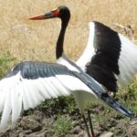 Experience our redwoods and wild Safari outdoor adventure - An In-Depth Look at the Experience