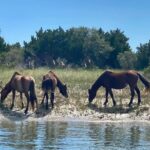 Exploration of Majestic Crystal Coast - Who Should Consider This Tour?